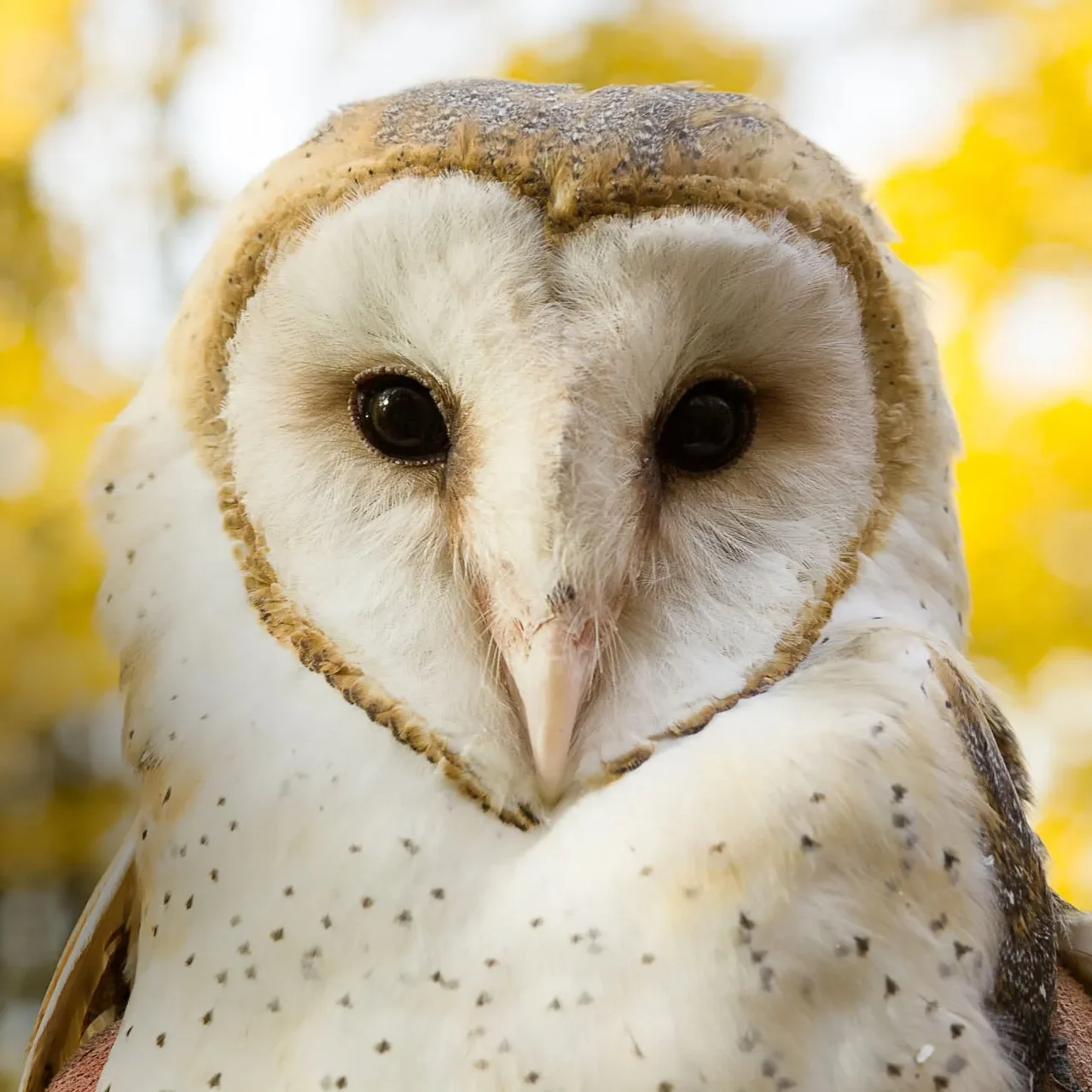 Barn Owl - Pittsburgh Zoo & Aquarium