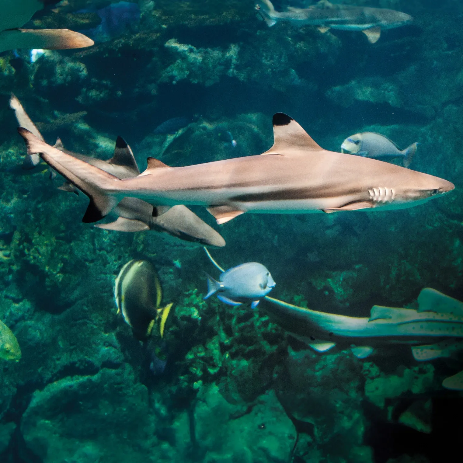 Blacktip Reef Shark - Pittsburgh Zoo & Aquarium