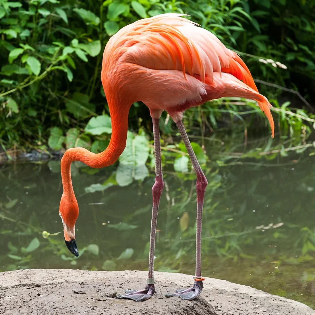 Flamingo - Pittsburgh Zoo & Aquarium