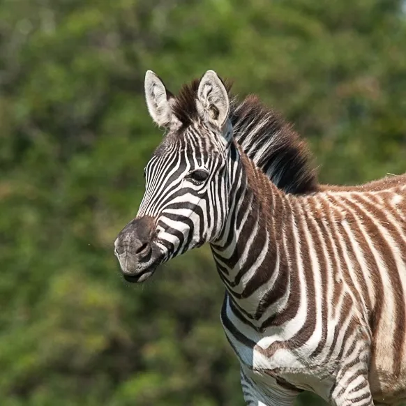 Pittsburgh Zoo & Aquarium - Pittsburgh Zoo & Aquarium
