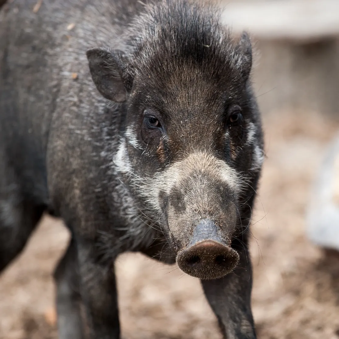 Pittsburgh Zoo & Aquarium - Pittsburgh Zoo & Aquarium