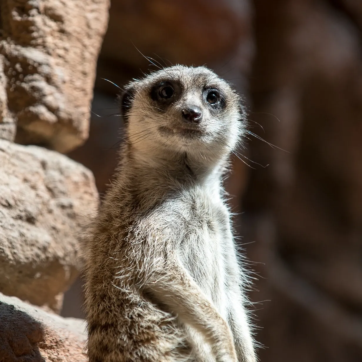 Meerkat - Pittsburgh Zoo & Aquarium