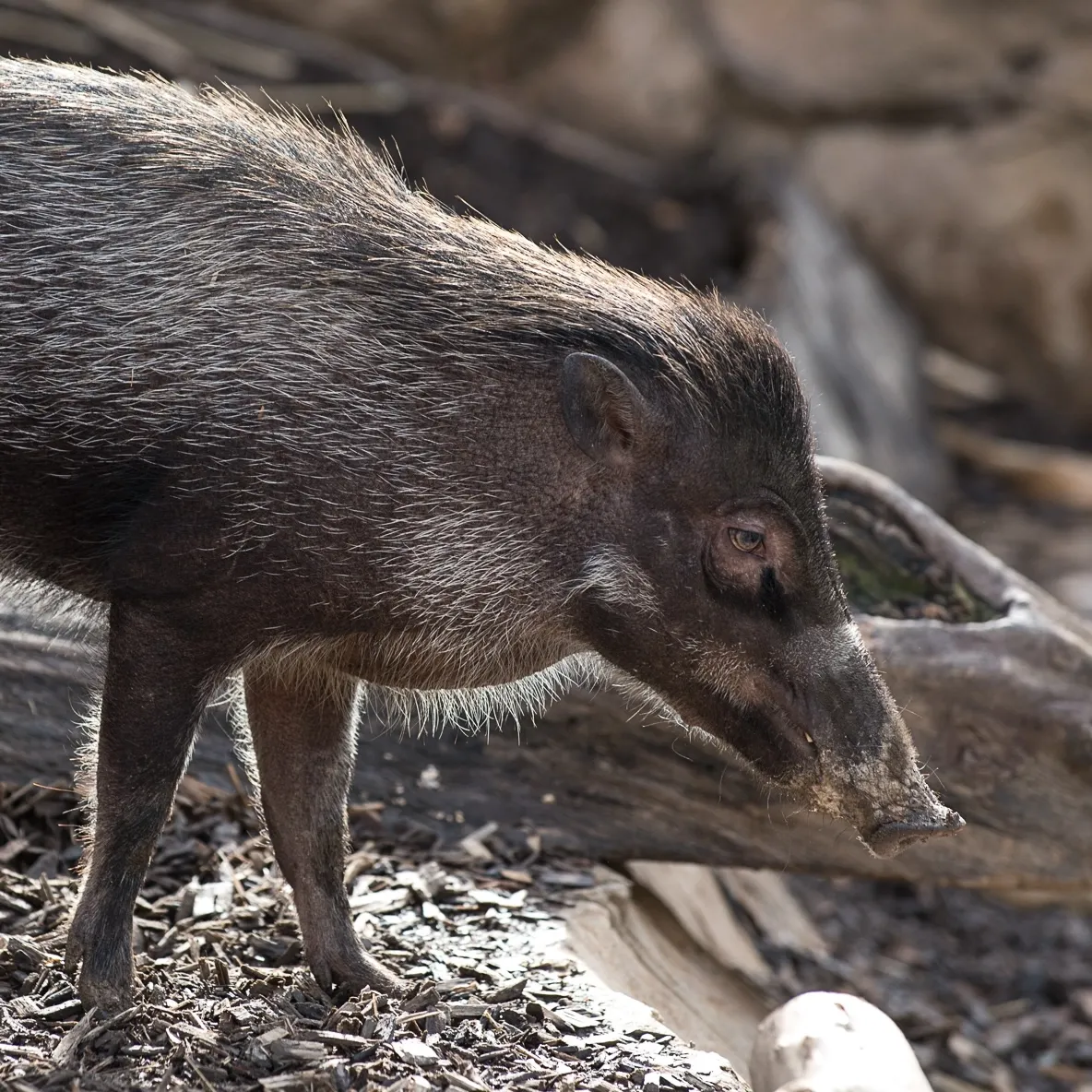 Visayan Warty Pig - Pittsburgh Zoo & Aquarium