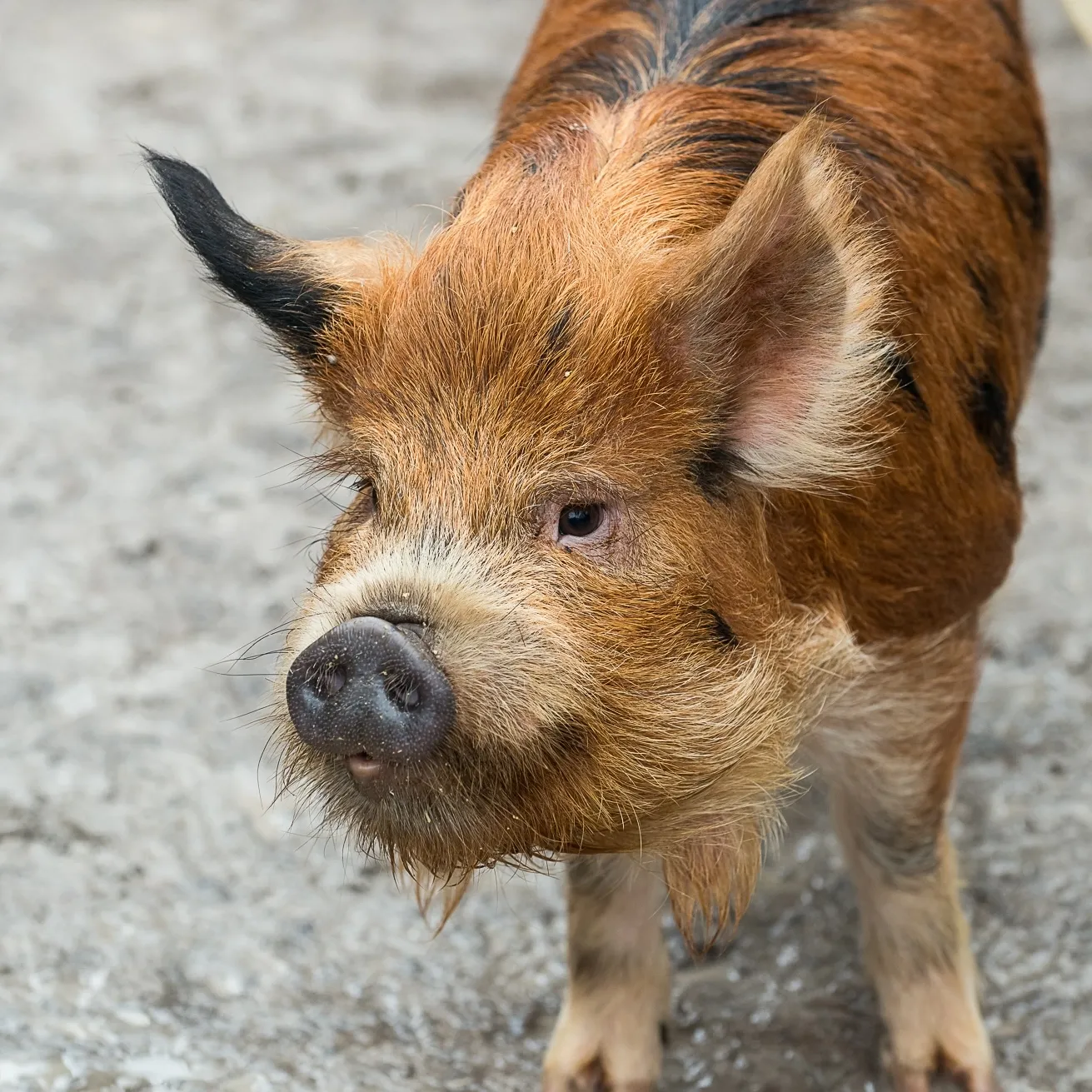 Animals - Pittsburgh Zoo & Aquarium