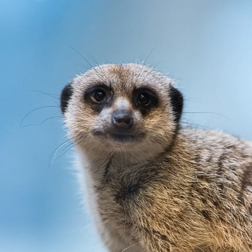 Animals - Pittsburgh Zoo & Aquarium