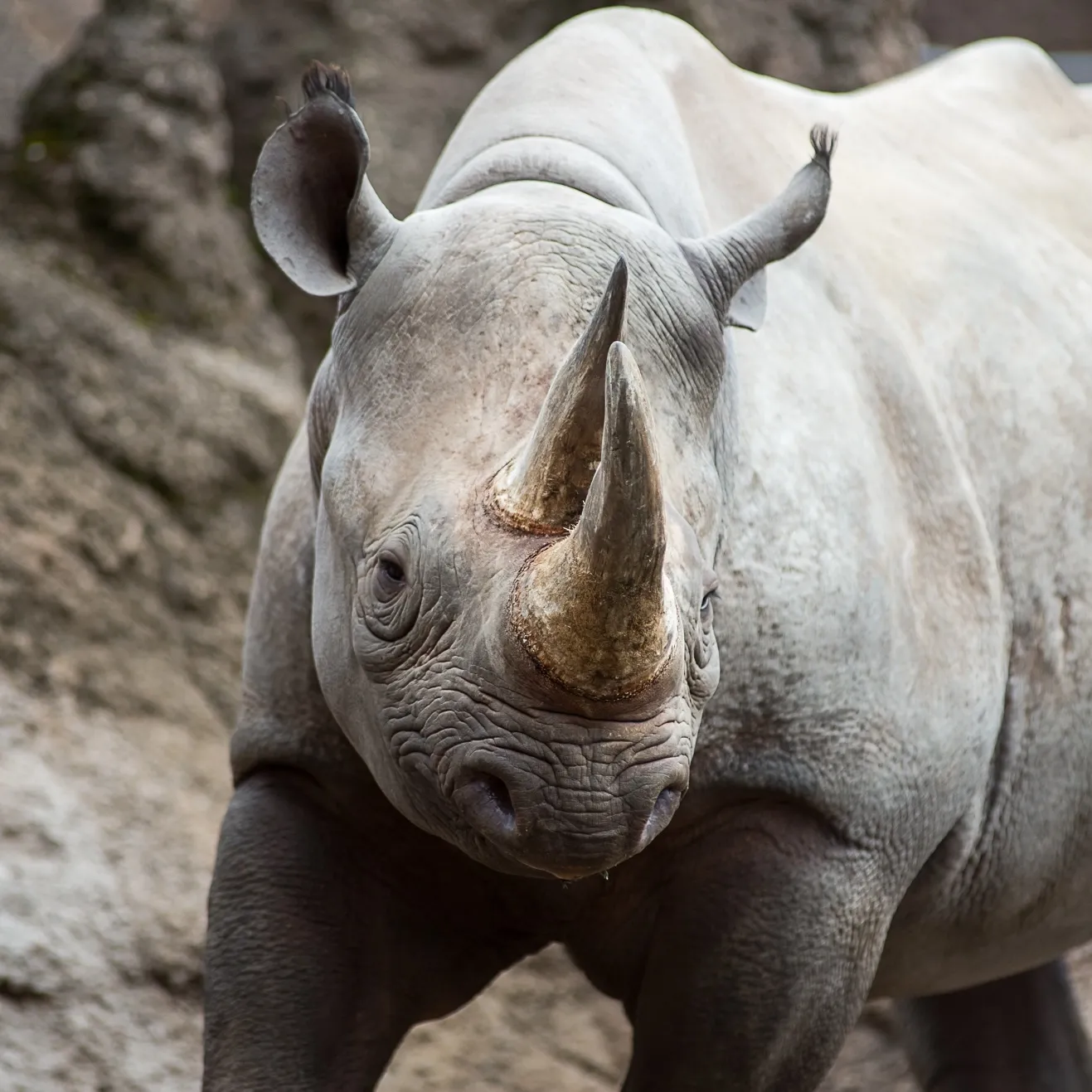 Black Rhinoceros - Pittsburgh Zoo & Aquarium