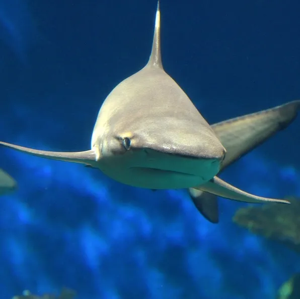 Blacktip Reef Shark - Pittsburgh Zoo & Aquarium