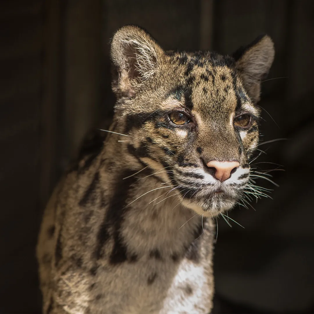 Support - Pittsburgh Zoo & Aquarium