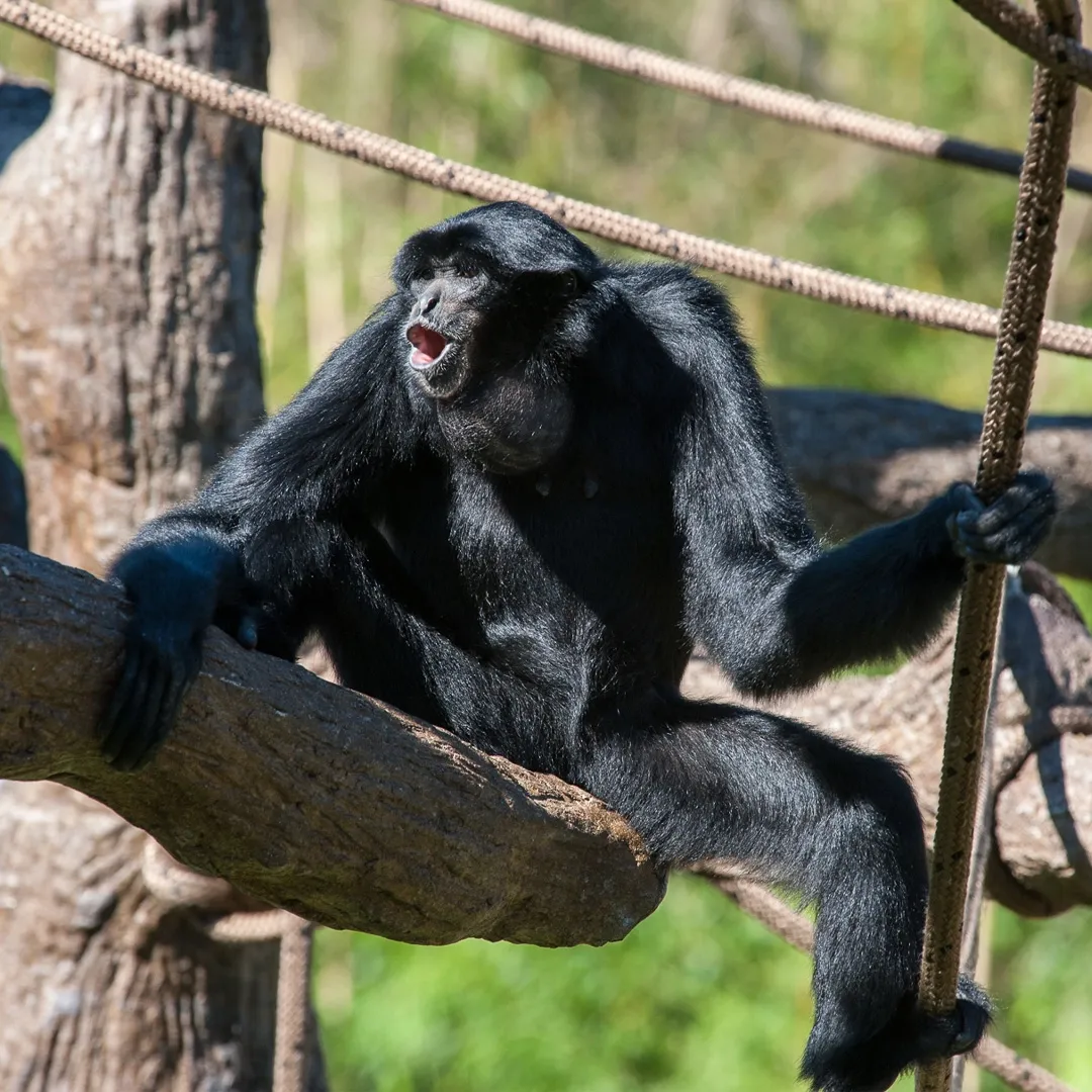 Pittsburgh Zoo & Aquarium Earns AZA Accreditation - Pittsburgh Zoo ...