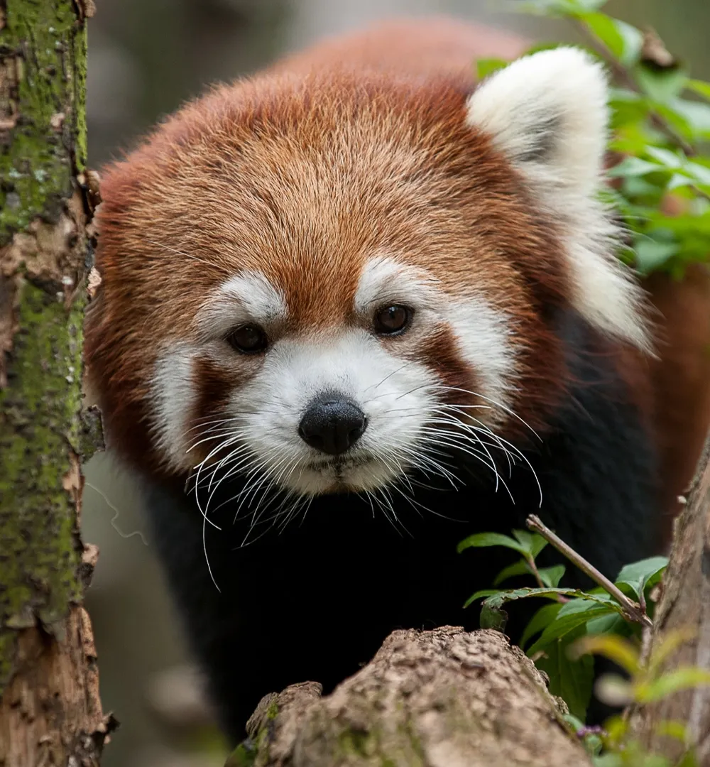 About - Pittsburgh Zoo & Aquarium