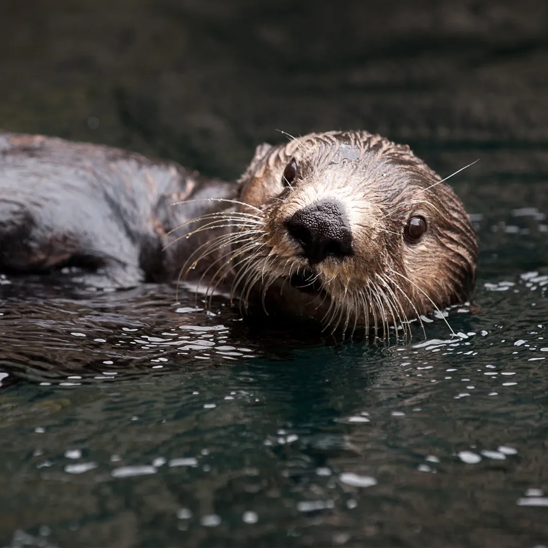 Conservation - Pittsburgh Zoo & Aquarium