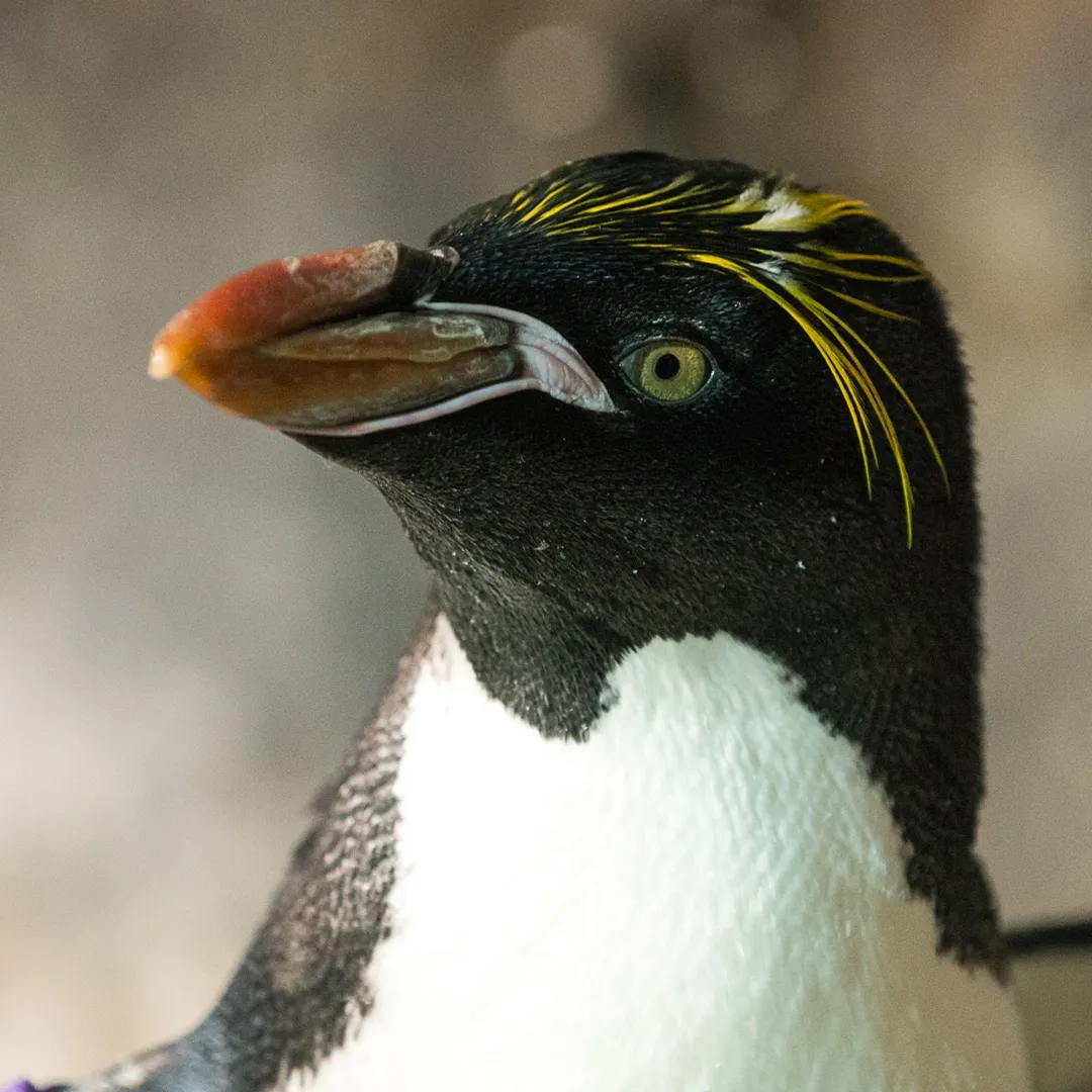 Penguin Webcam - Pittsburgh Zoo & Aquarium