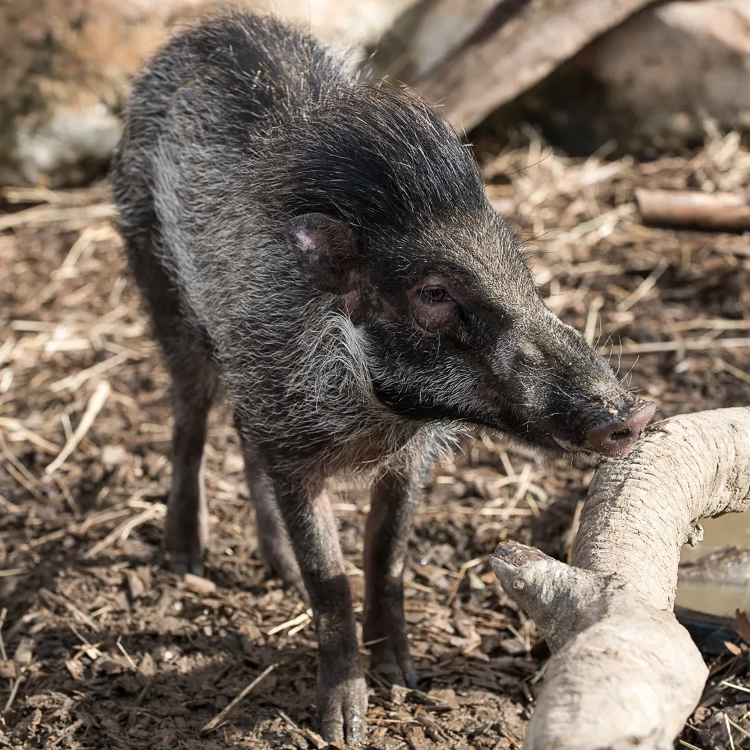 Zoo Information - Pittsburgh Zoo & Aquarium