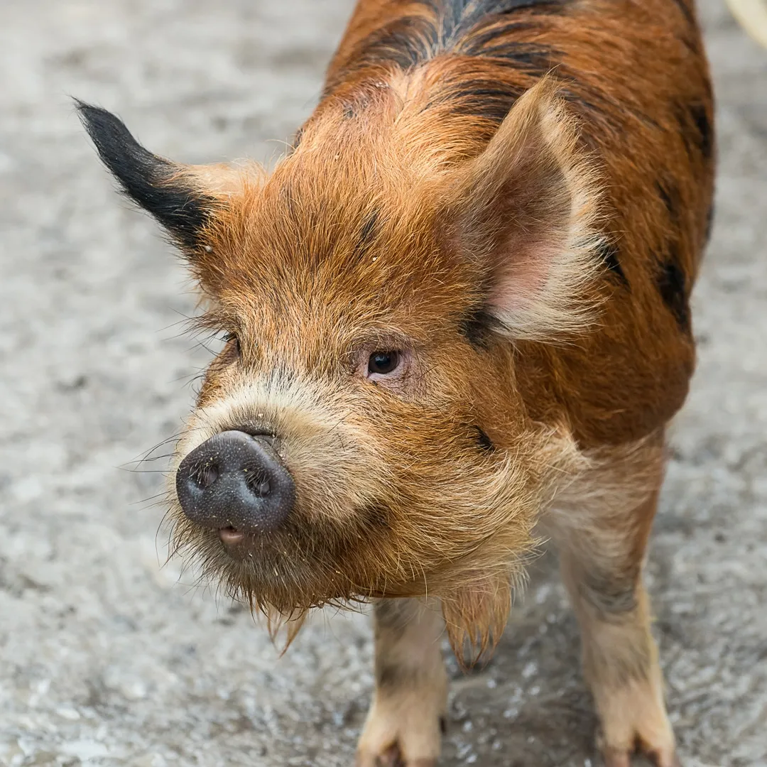 Support - Pittsburgh Zoo & Aquarium