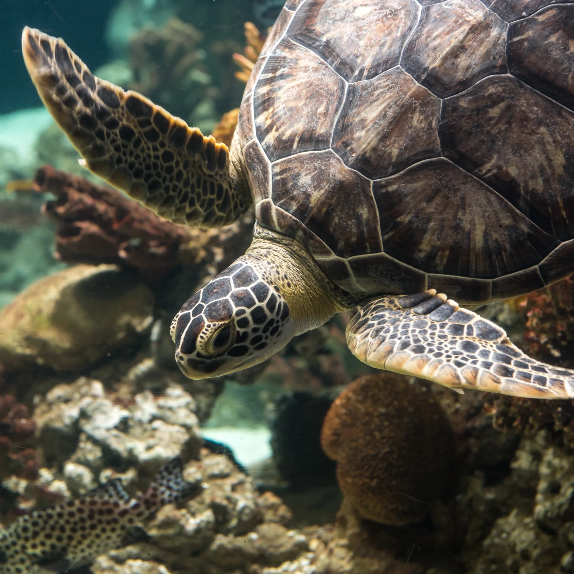 Sea Turtle Conservation - Pittsburgh Zoo & Aquarium