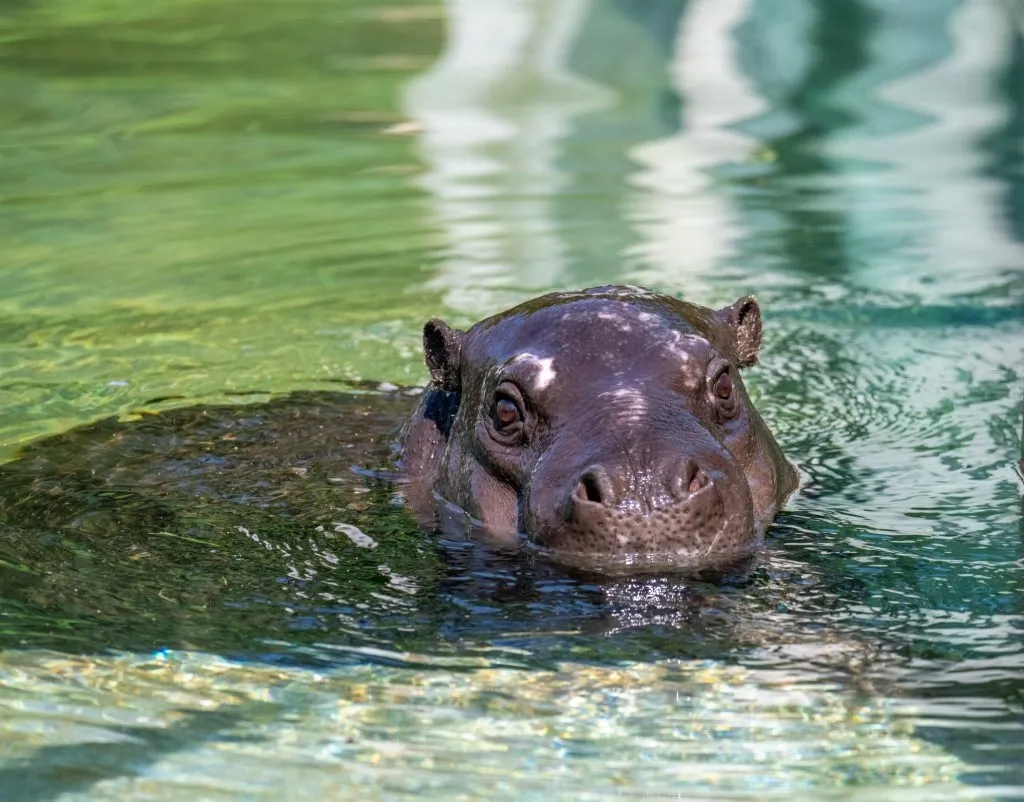 Archive: New Pygmy Hippopotamus Arrives - Pittsburgh Zoo & Aquarium