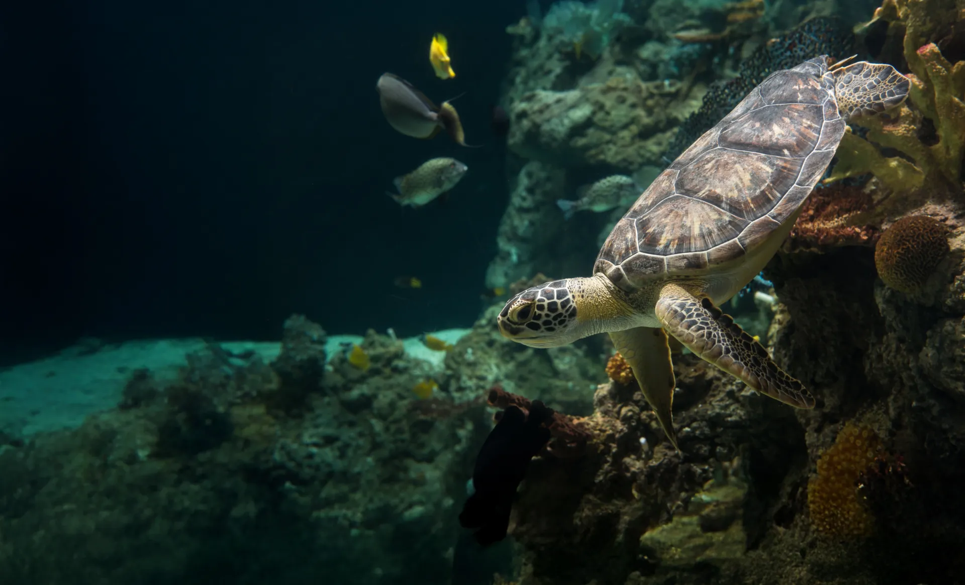 Pittsburgh Zoo & Aquarium - Pittsburgh Zoo & Aquarium