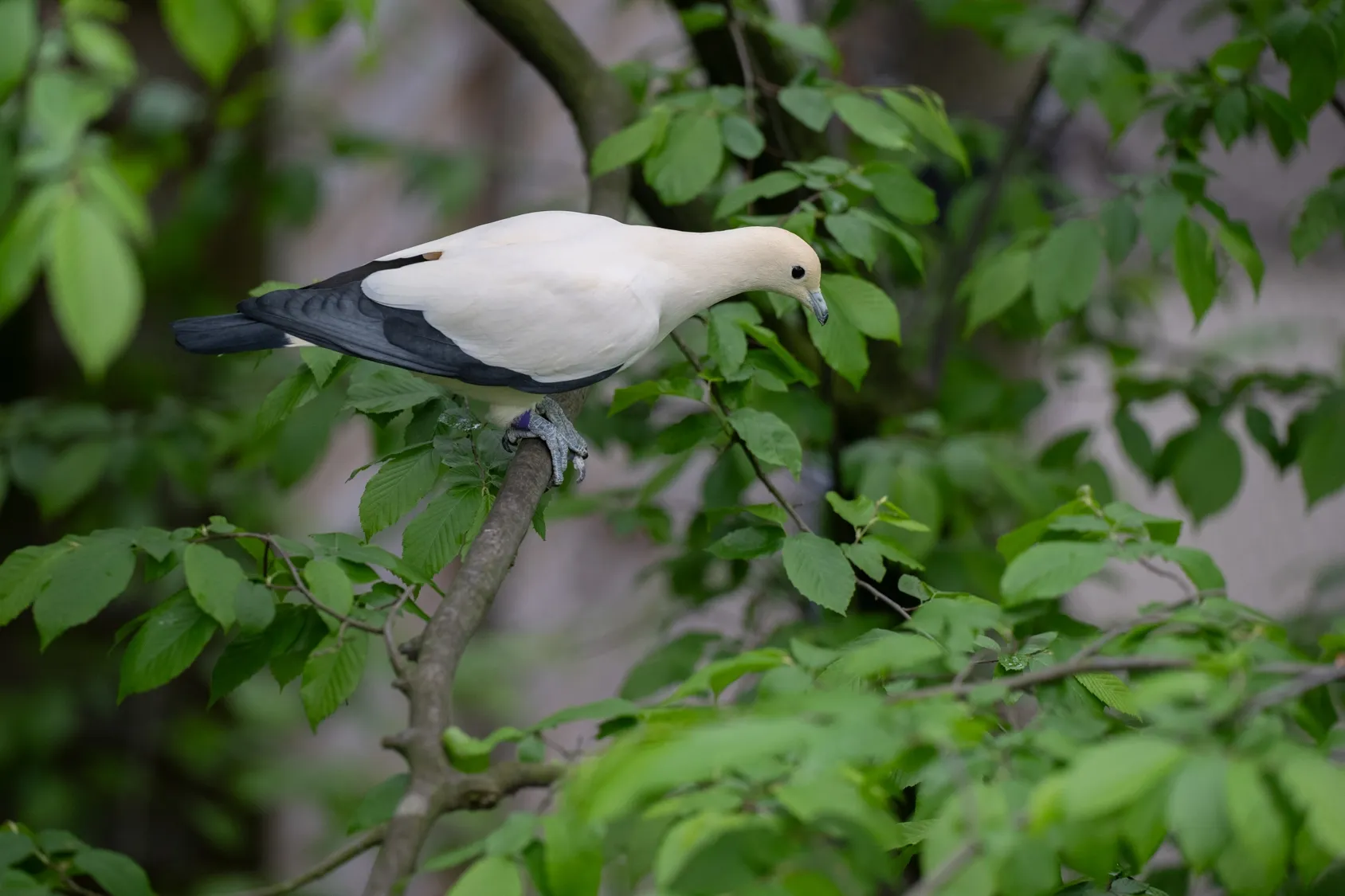 Pigeon Power! - Pittsburgh Zoo & Aquarium